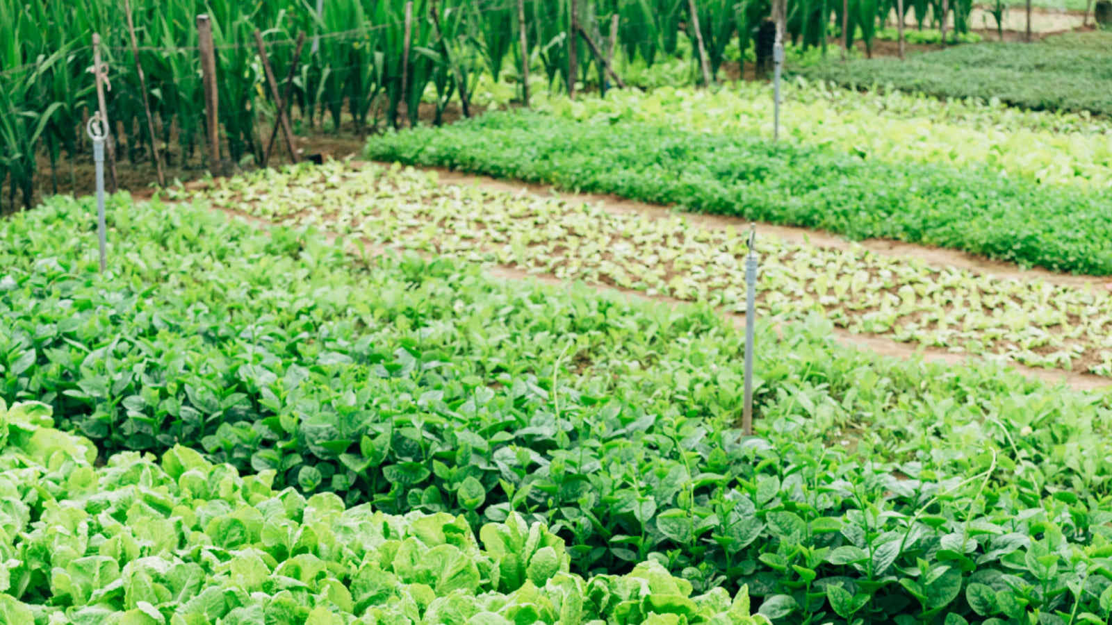 8 Easiest Vegetables to Grow at Home: A Beginner's Guide to Abundant H ...